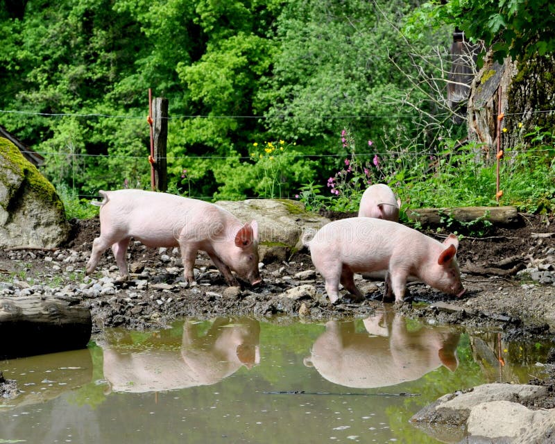 Cerdos en un establo imagen de archivo. Imagen de alimento - 4024009