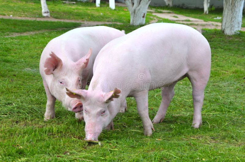 Cerdos jovenes imagen de archivo. Imagen de color, tradicional - 9789601