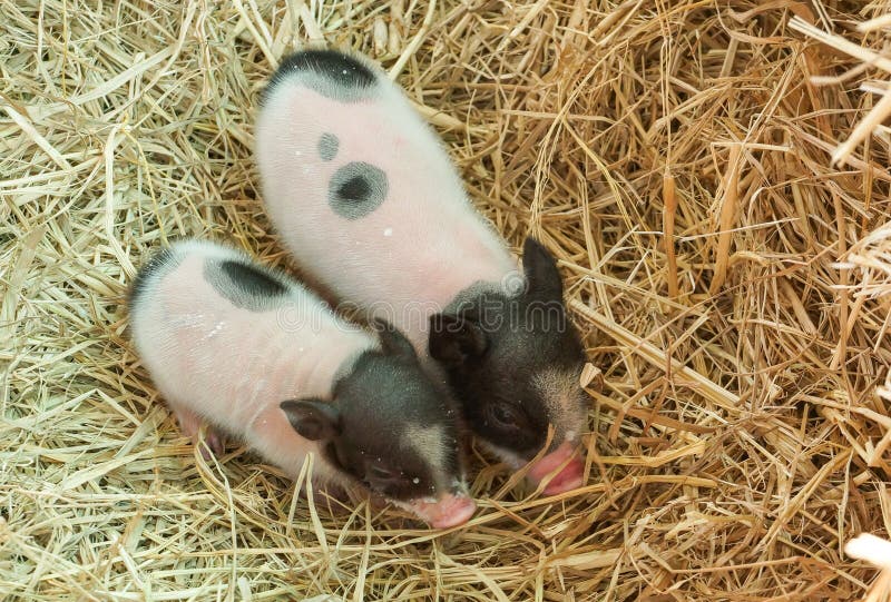 Cerdos miniatura - Juliana foto de archivo. Imagen de colorido - 120922446