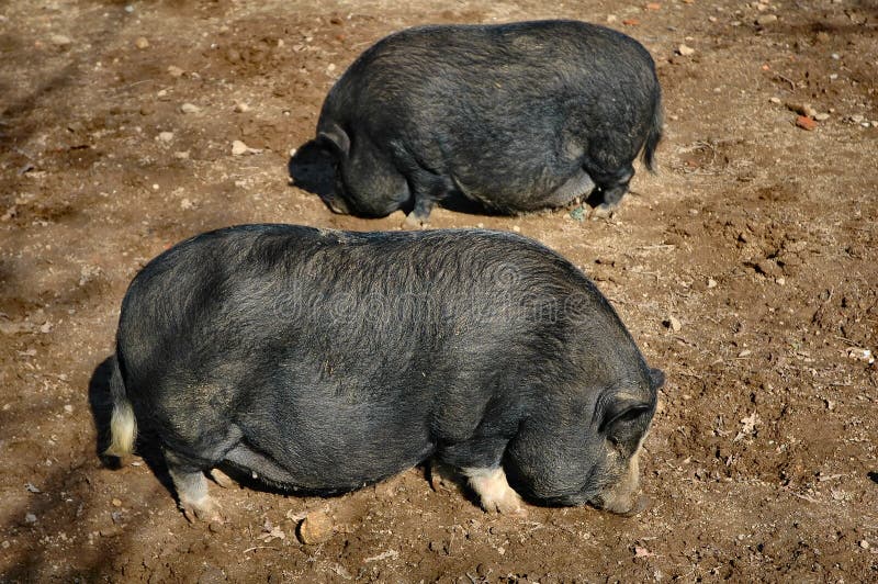 Cerdos negros imagen de archivo. Imagen de cerdo, hembra - 544565