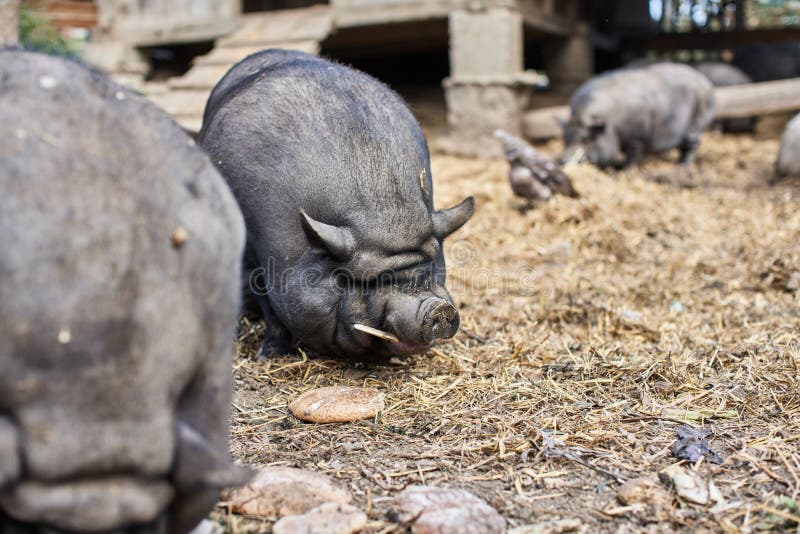 Cerdos Que Comen Pan De Granja. Linda Cerda Negra Masticando Foto de ...