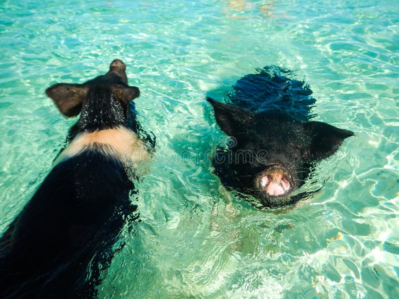 Cerdos De La Natación De Las Isletas De Exuma, Bahamas Foto de archivo ...