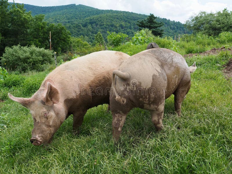 Dos Cerdos Rosados Gordos Duermen En El Heno Y La Paja En La Granja De ...