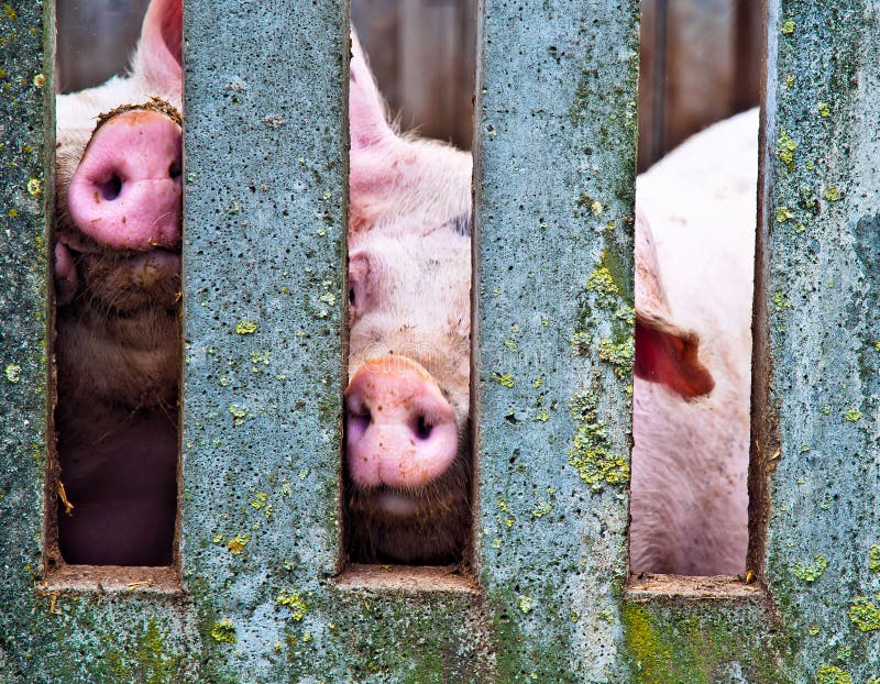 Cerdos en un establo imagen de archivo. Imagen de alimento - 4024009