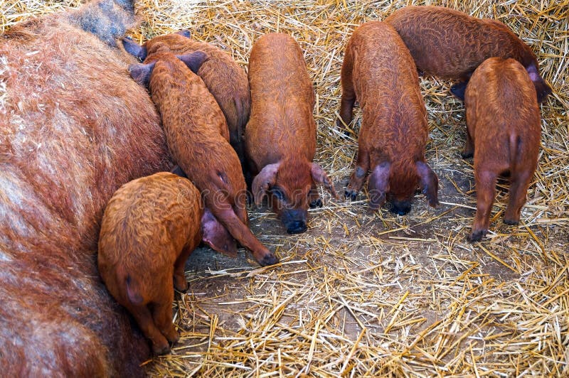 Cerdos De La Raza Del Mangalica Imagen de archivo - Imagen de ganado ...