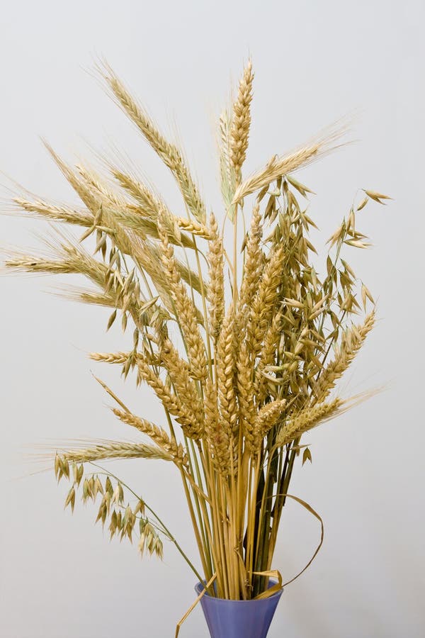 Golden wheat stock image. Image of crop, orange, wheat - 1083081