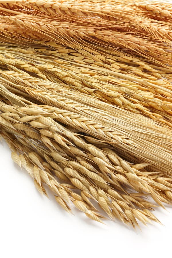 Rice background stock image. Image of ingredient, rice - 26152819