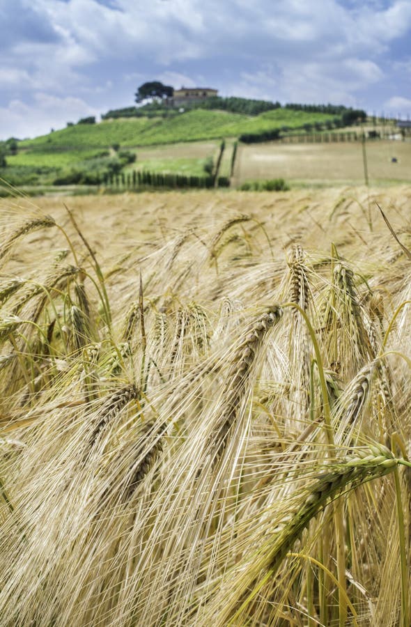 Cereal Crops and Farm in Tuscany Stock Photo - Image of cereal ...