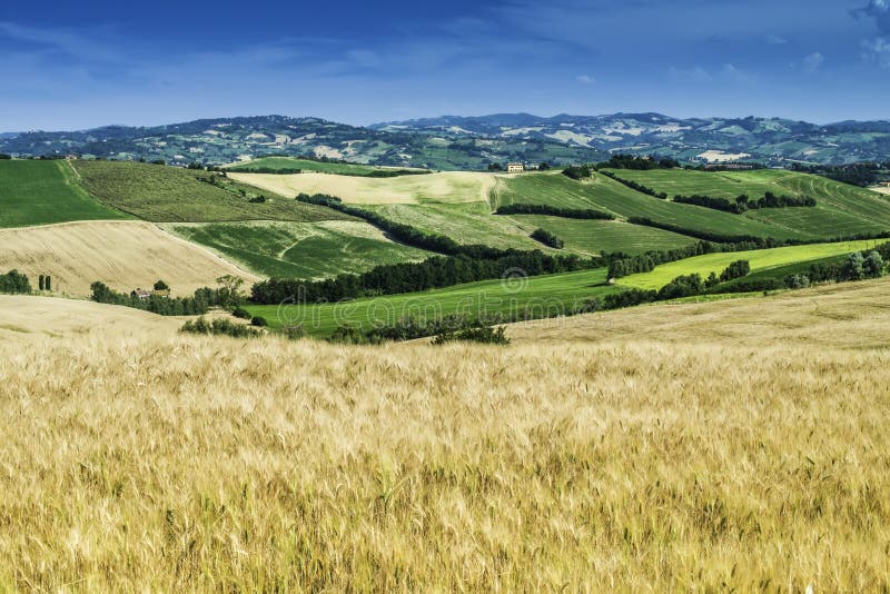 Cereal Crops and Farm in Tuscany Stock Image - Image of grain, nature ...