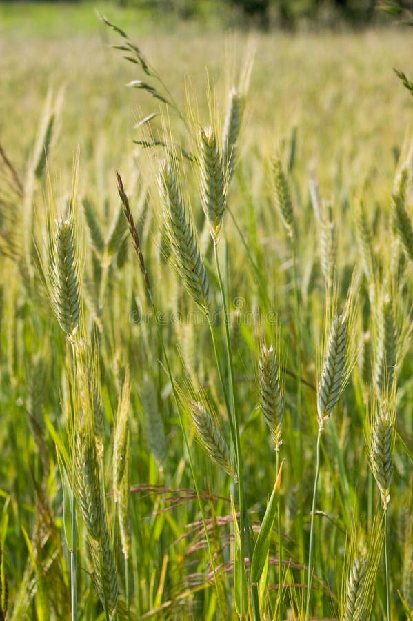 Cereal field stock photo. Image of harvest, detail, growth - 11592560