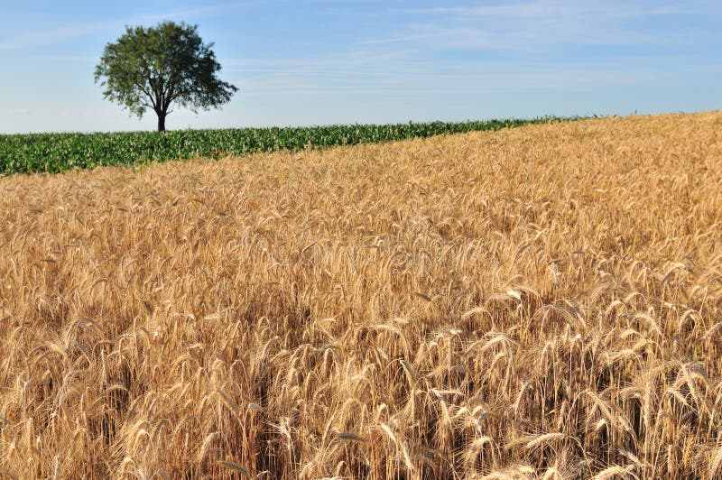 Cereal field stock image. Image of corn, eating, season - 25300673