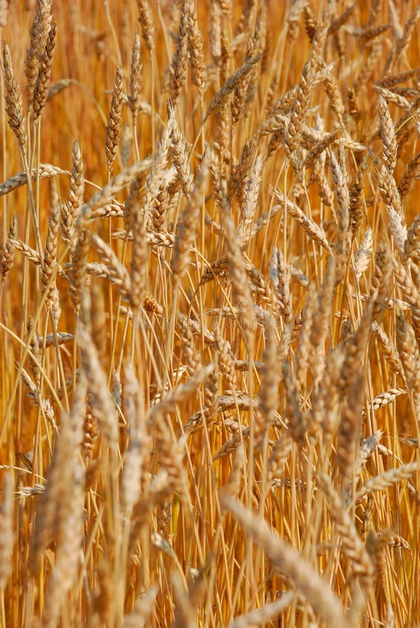 Cereal field stock photo. Image of cereal, rural, close - 6847392