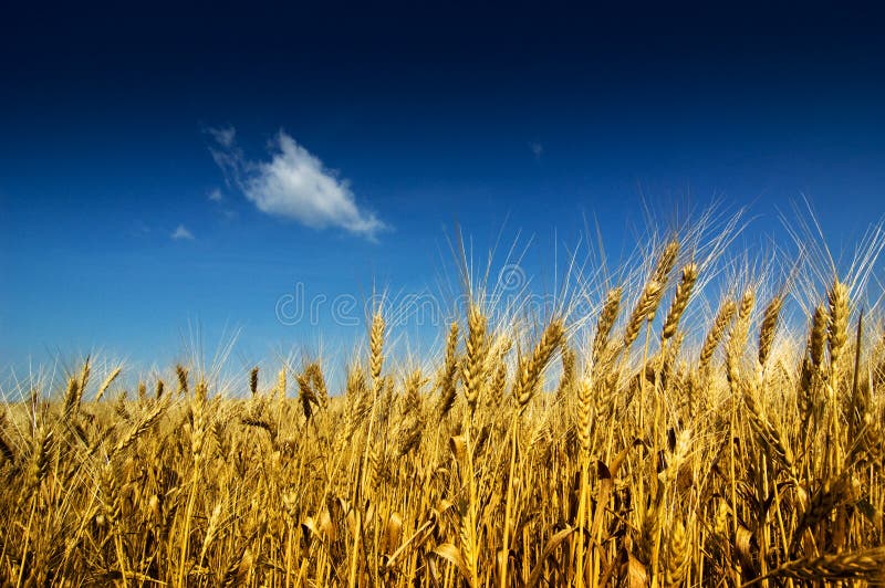 Cereal Field Ready for Harvest Stock Image - Image of food, golden ...