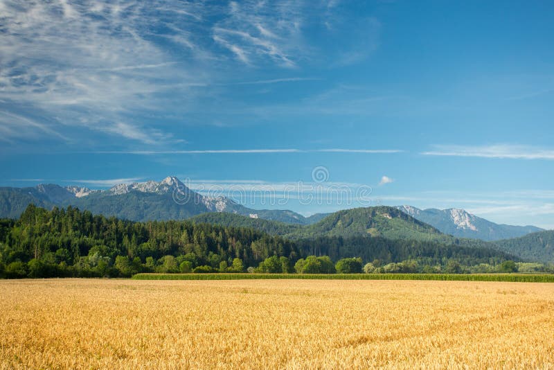 Cereal field in Austria stock photo. Image of escape - 120608264