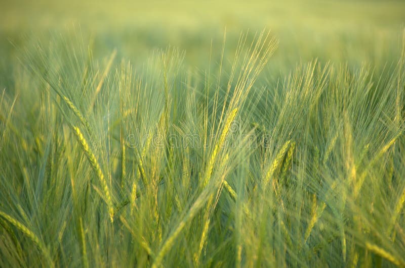 Cereal Field on a Closeup Picture Stock Image - Image of countryside ...