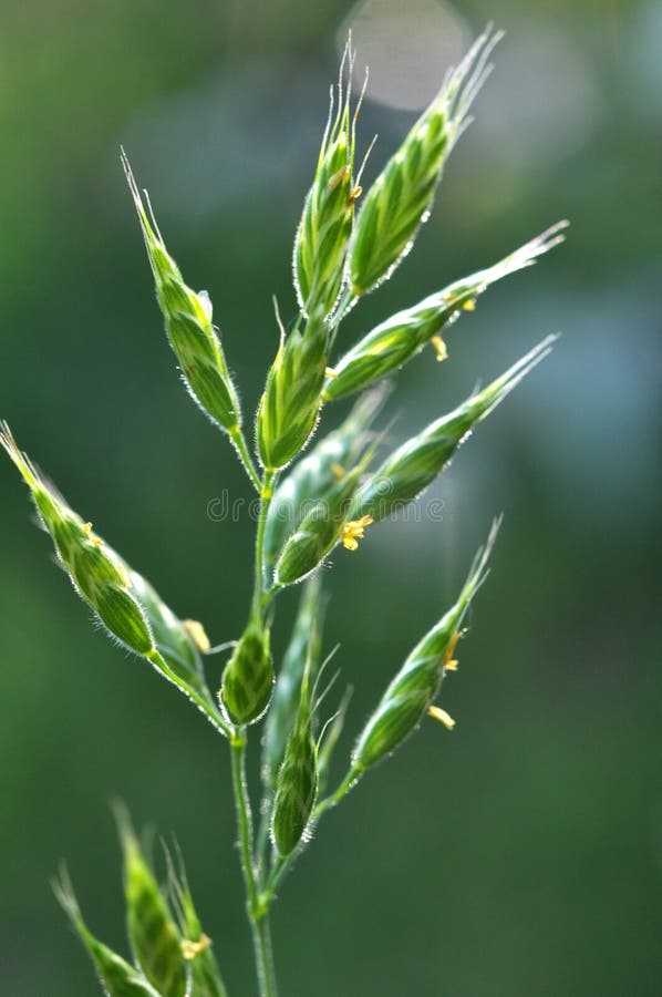 Cereal Grass Bromus Grows in Nature Stock Image - Image of herb, field ...