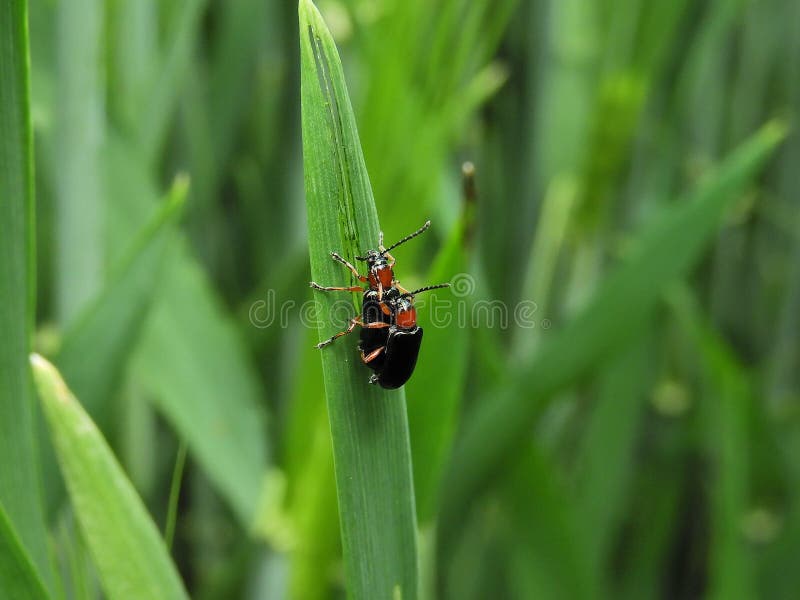 Cereal Leaf Beetle (Oulema Melanopus) on Wheat Leaf. Stock Image ...