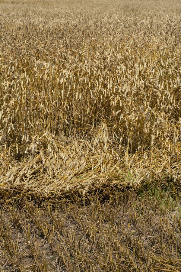 124 Stem Lodging Stock Photos - Free & Royalty-Free Stock Photos from ...