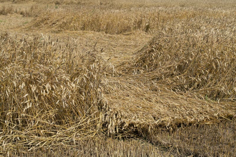 150 Wheat Lodging Stock Photos - Free & Royalty-Free Stock Photos from ...