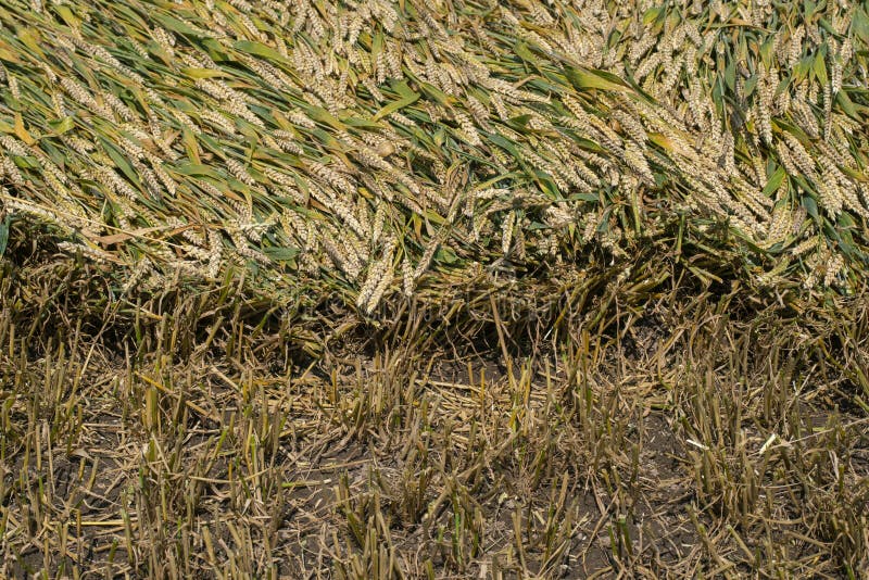 124 Stem Lodging Stock Photos - Free & Royalty-Free Stock Photos from ...