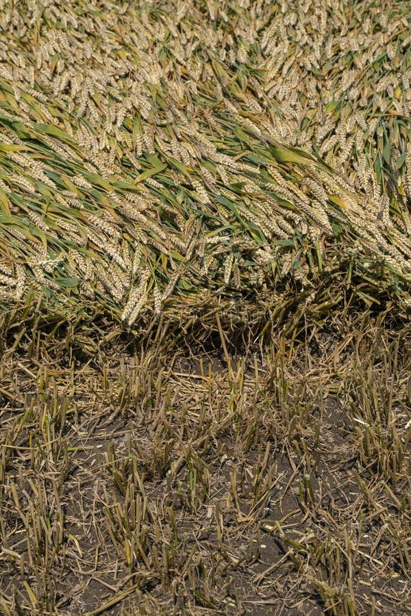 111 Stem Lodging Stock Photos - Free & Royalty-Free Stock Photos from ...