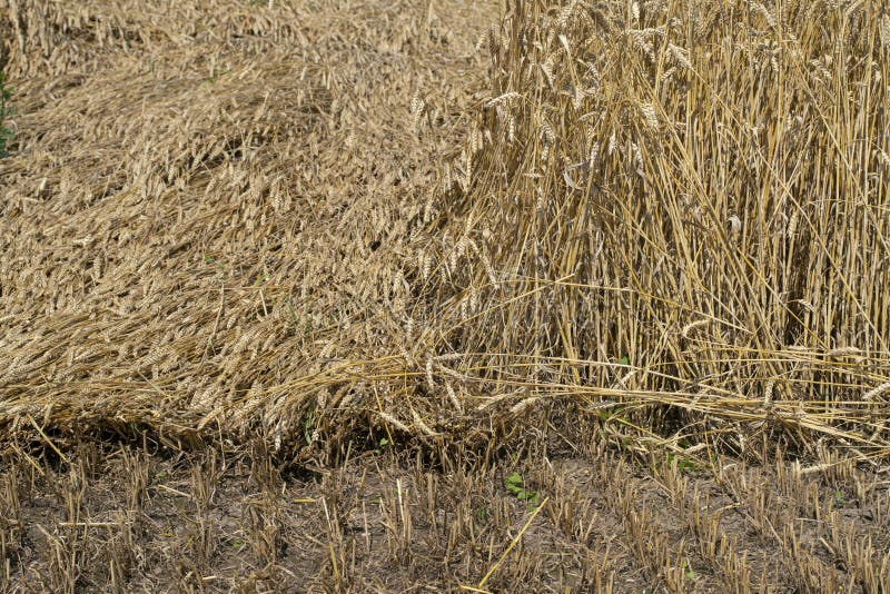 124 Stem Lodging Stock Photos - Free & Royalty-Free Stock Photos from ...