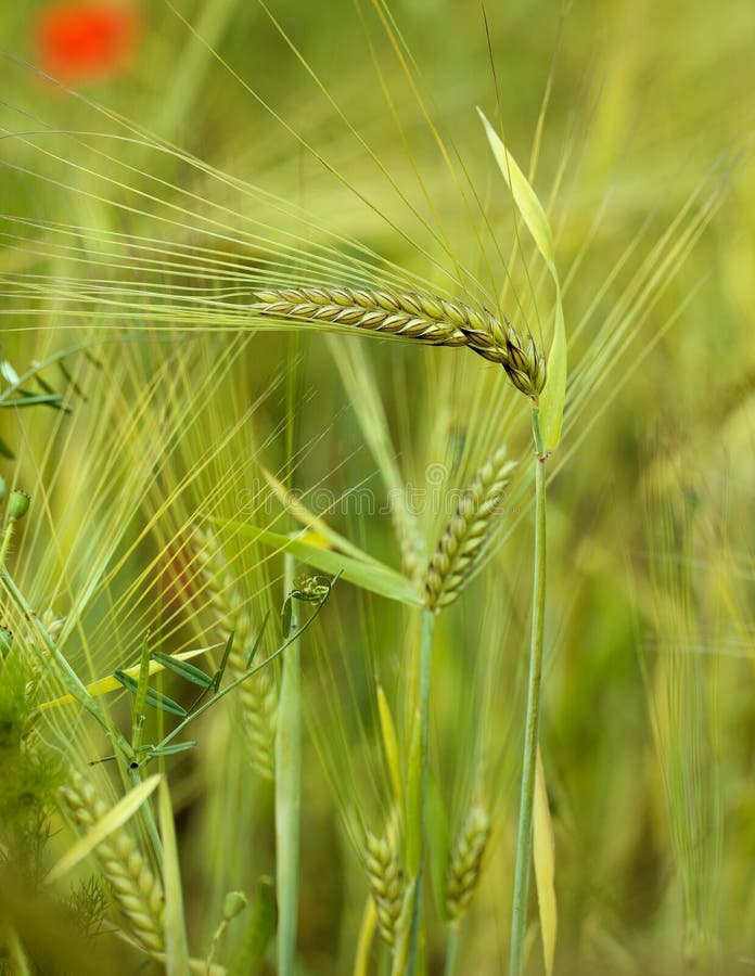Golden Rye Secale Cereale, Close-up Stock Image - Image of farmers ...