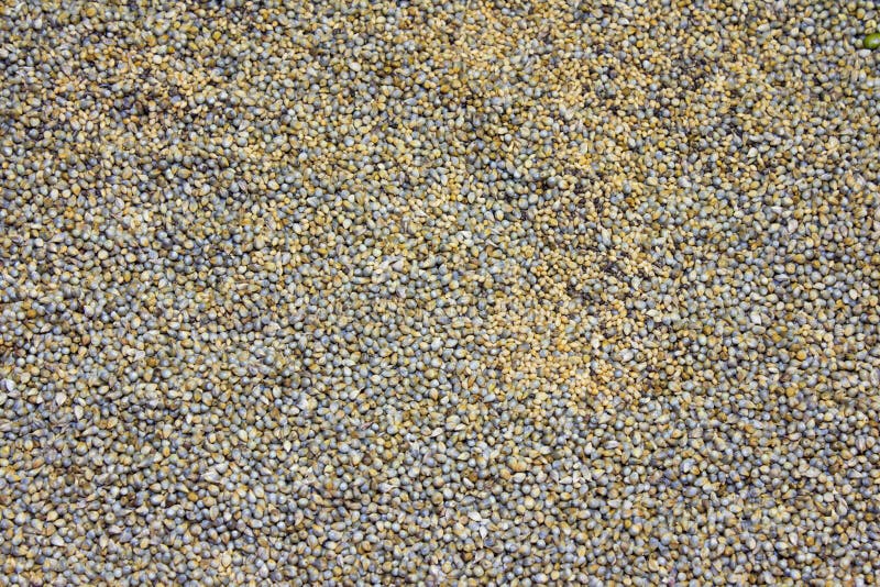 Cereal Seed Full Frame Closeup Stock Photo - Image of eating, millet ...