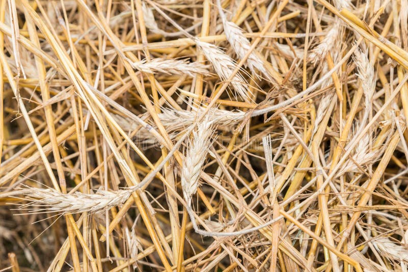 Cereal Straw Rye in a Field in Bavaria, Germany Stock Photo - Image of ...