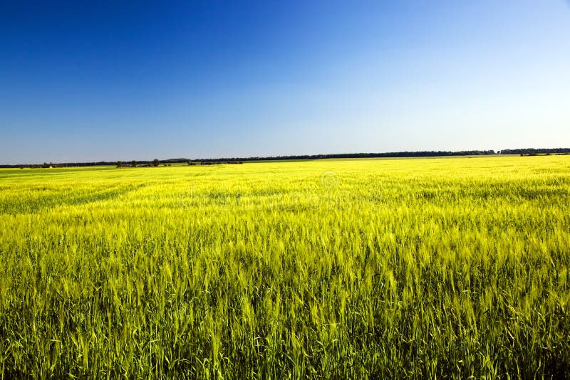 Cereals stock photo. Image of blue, growth, farm, outdoors - 24481646