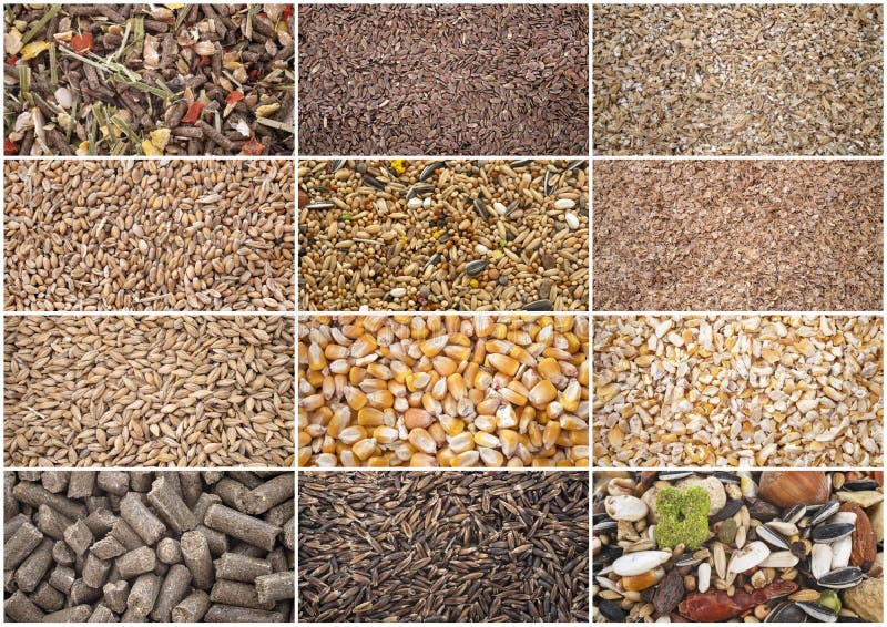 Cereals for animal food stock image. Image of grind - 223577673