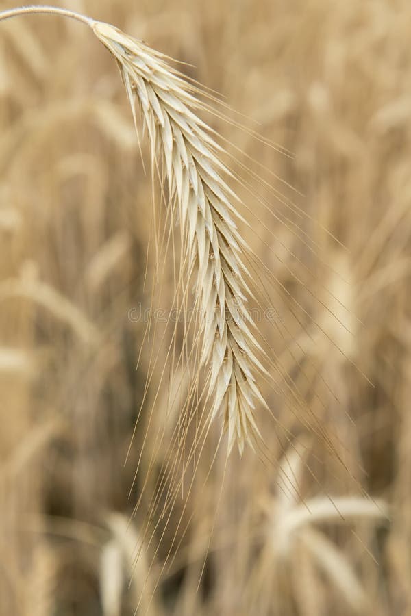 Cereals crop stock image. Image of rural, tilling, barley - 33955381
