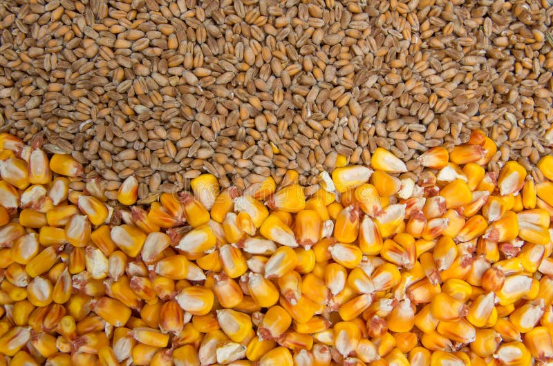 Cereals - wheat and corn stock photo. Image of ingredient - 113491712