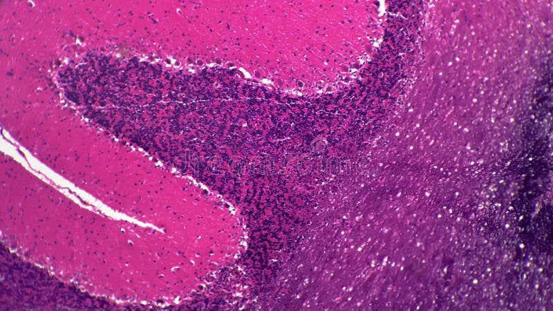 Cerebellar Cortex of Human Filmed Under Light Micrograph 100x on Bright ...