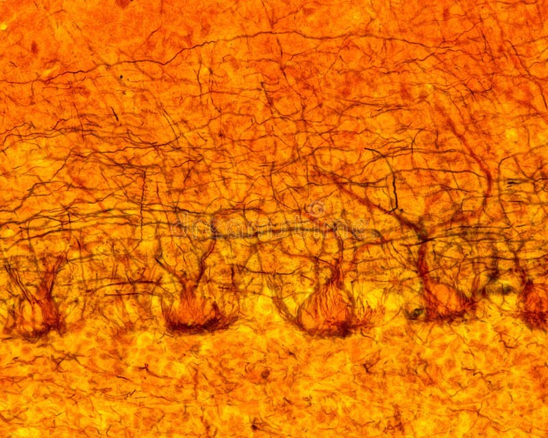 Purkinje Cells Histology