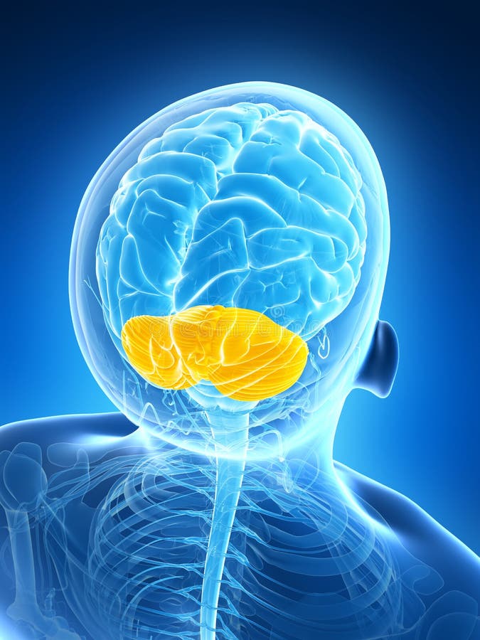Cerebelo Masculino Brain Anatomy - Conceito Azul Ilustração Stock ...