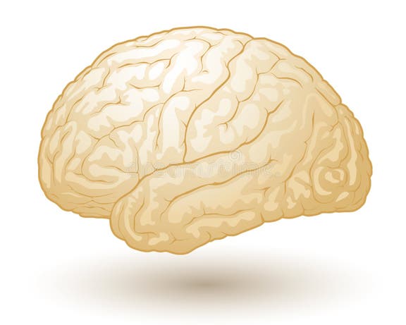 Cerebra Structure Stock Illustrations – 195 Cerebra Structure Stock ...