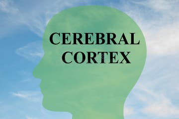 Cortex Region Stock Illustrations – 317 Cortex Region Stock Illustrations, Vectors & Clipart ...