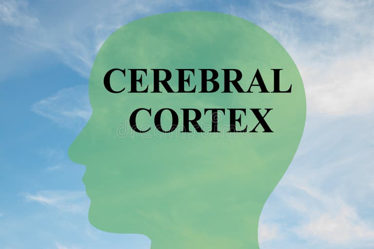 Cortex Region Stock Illustrations – 317 Cortex Region Stock ...