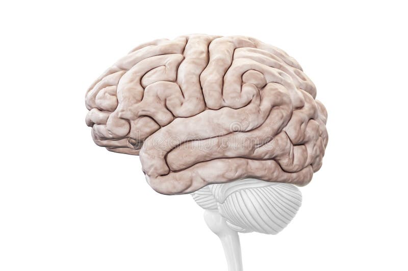 Cerebral Cortex or Hemisphere Profile View Isolated on White Background ...