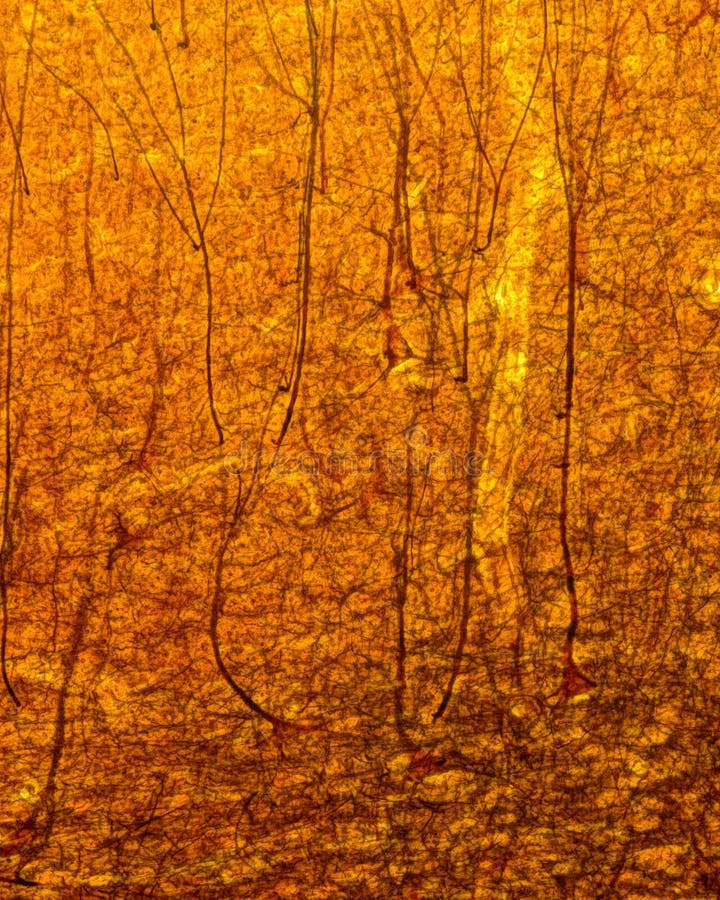 Cerebral Cortex. Pyramidal Cells Stock Photo - Image of neuron ...