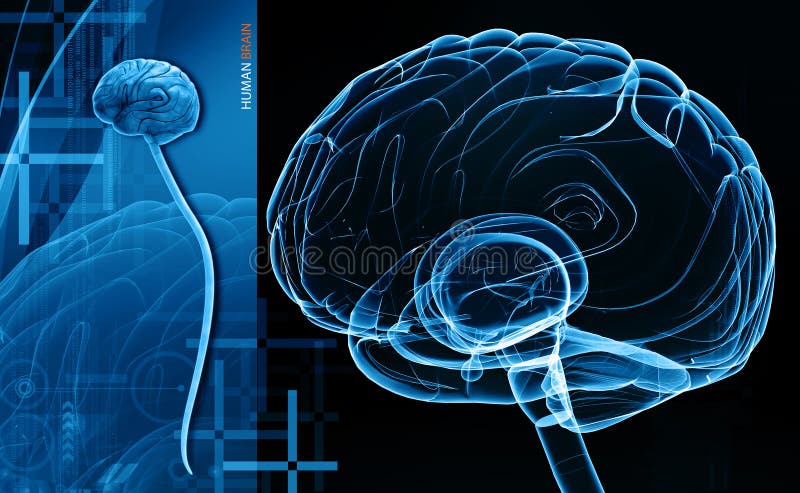 Cerebro Humano Y Receptor Activo Stock de ilustración - Ilustración de ...
