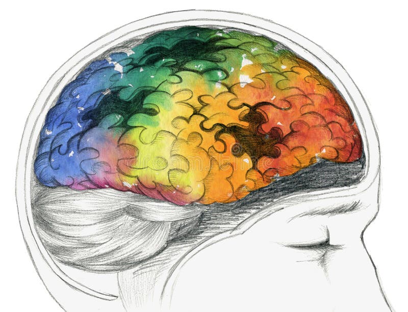 Cerebro humano ilustración del vector. Ilustración de ilustración - 2559336