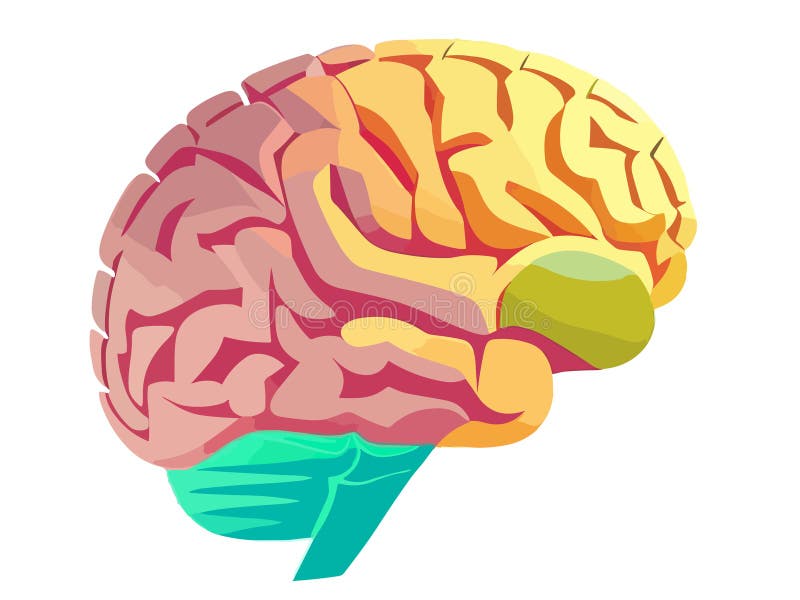 Cerebro Humano. Vector Aislado. Concepto Del Cerebro Humano. Stock de ...