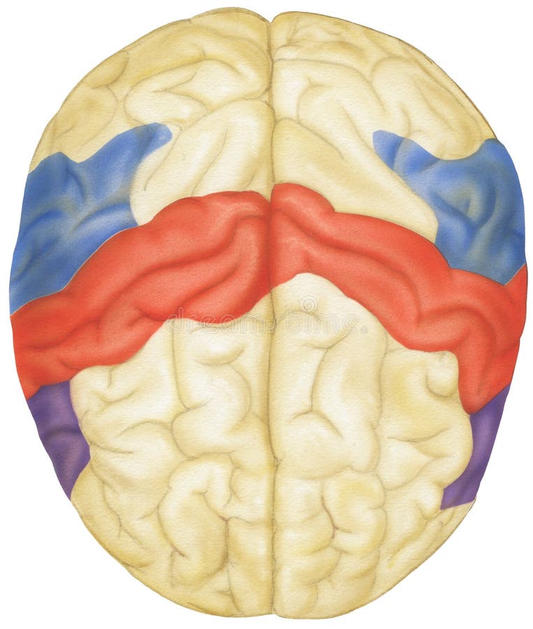 Cerebro - visión superior stock de ilustración. Ilustración de ...