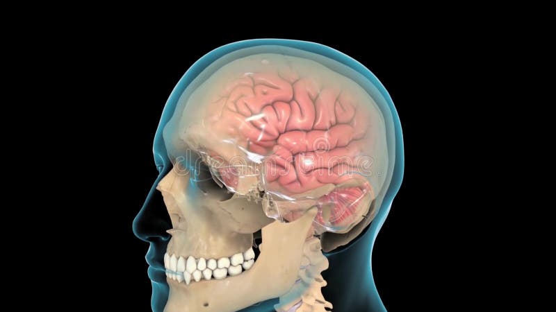 Cerebrospinal Fluid CSF is a Clear Fluid that Surrounds the Brain and ... Cerebrospinal Fluid CSF is a Clear Fluid that Surrounds the Brain and ...