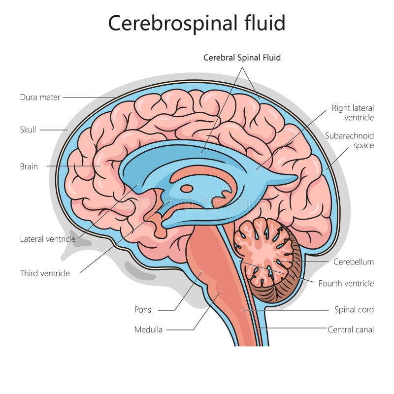 Cerebrospinal Fluid Structure Diagram Science Stock Vector ...