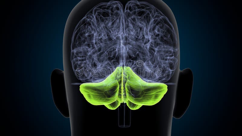 3d Illustration of Human Body Organ Brain Cerebrum Anatomy. Stock Illustration - Illustration of ...