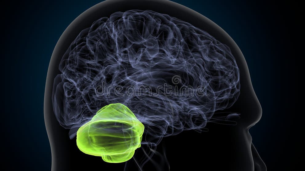 3d Illustration of Human Body Organ Brain Cerebrum Anatomy. Stock ...