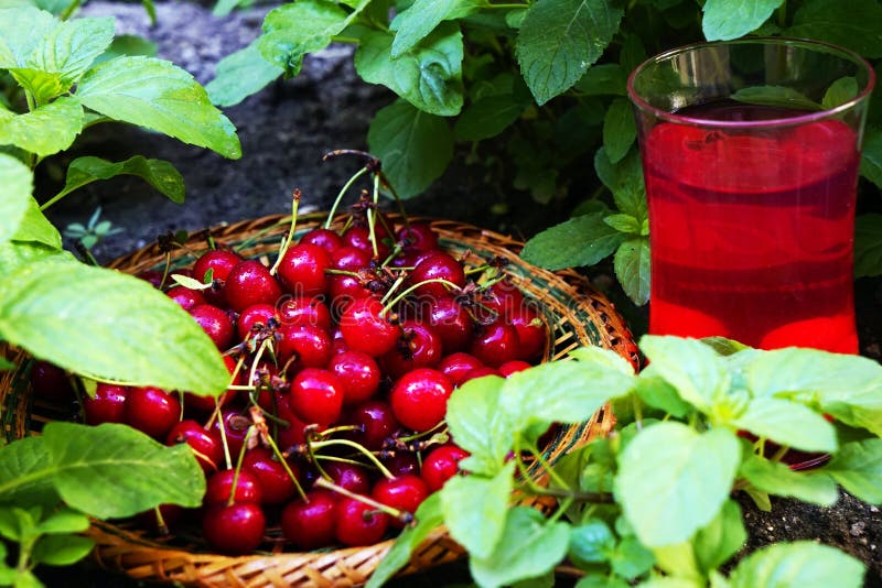 A Cereja Madura E a Cereja Bebem a Grama Verde Foto de Stock - Imagem ...